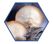 Plus2 - American BioSciences, Inc.